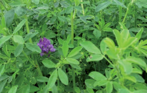 Quelle conduite pour la luzerne bio ? - La Vie Agricole de la Meuse